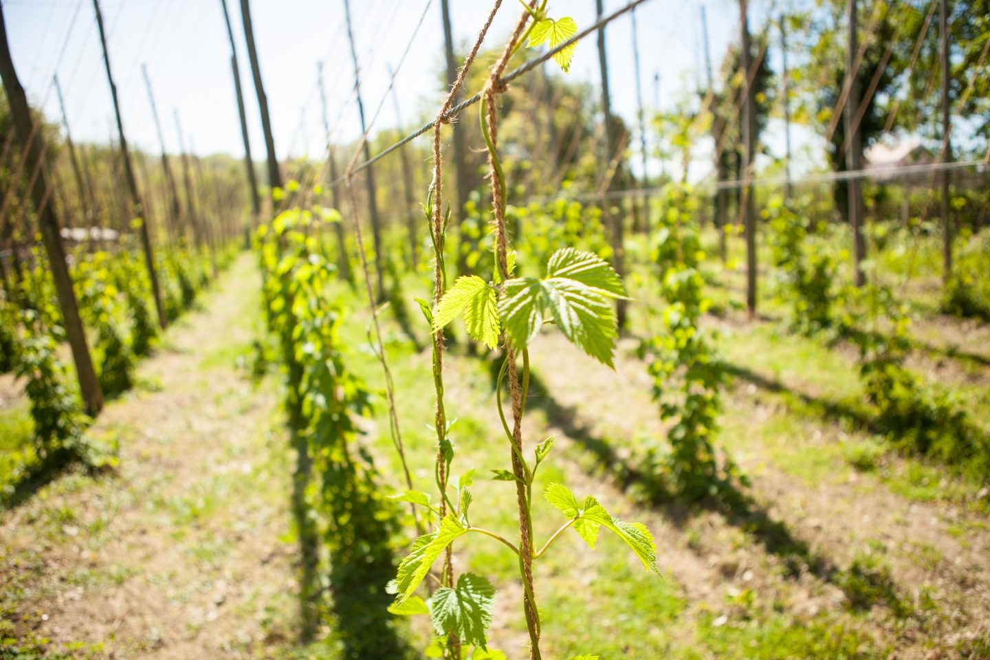 Celebrating Kentish Hops, Beer, Apples and Cider – Taste Kent Magazine