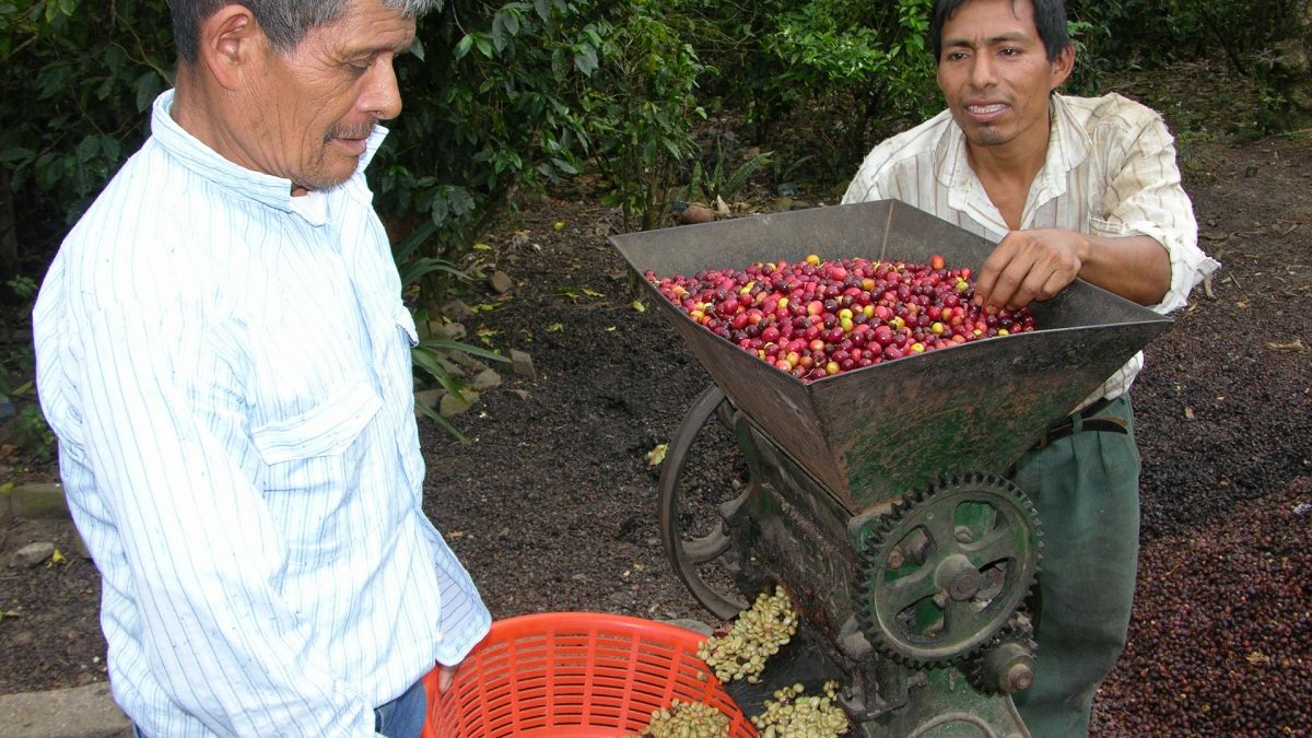 Café Chorti: Fair trade coffee from Guatemala in short circuit - Trade ...