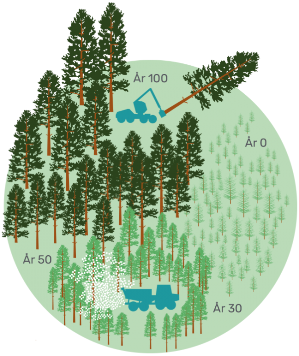 SÅ FUNKAR DET - The Forest Solution