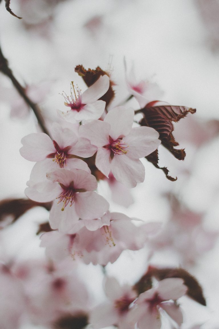 Spring, summer and an update. - The Nordic Kitchen