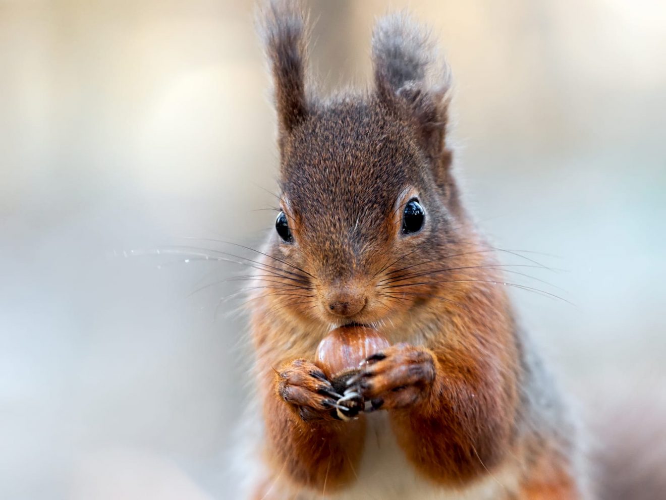 SOF25_squirrels - The Old Courthouse