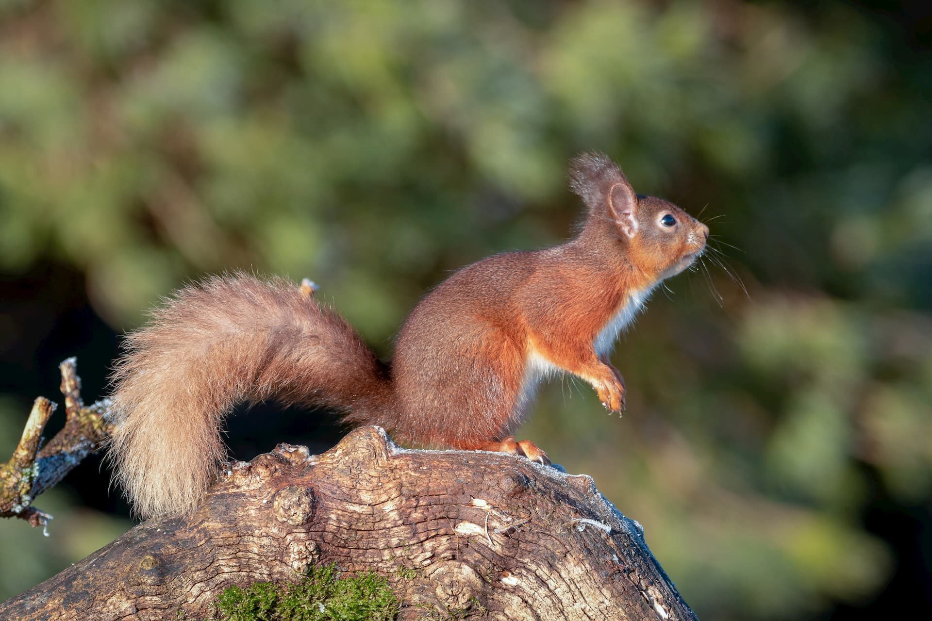 Penrith Red Squirrel Group - The Old Courthouse