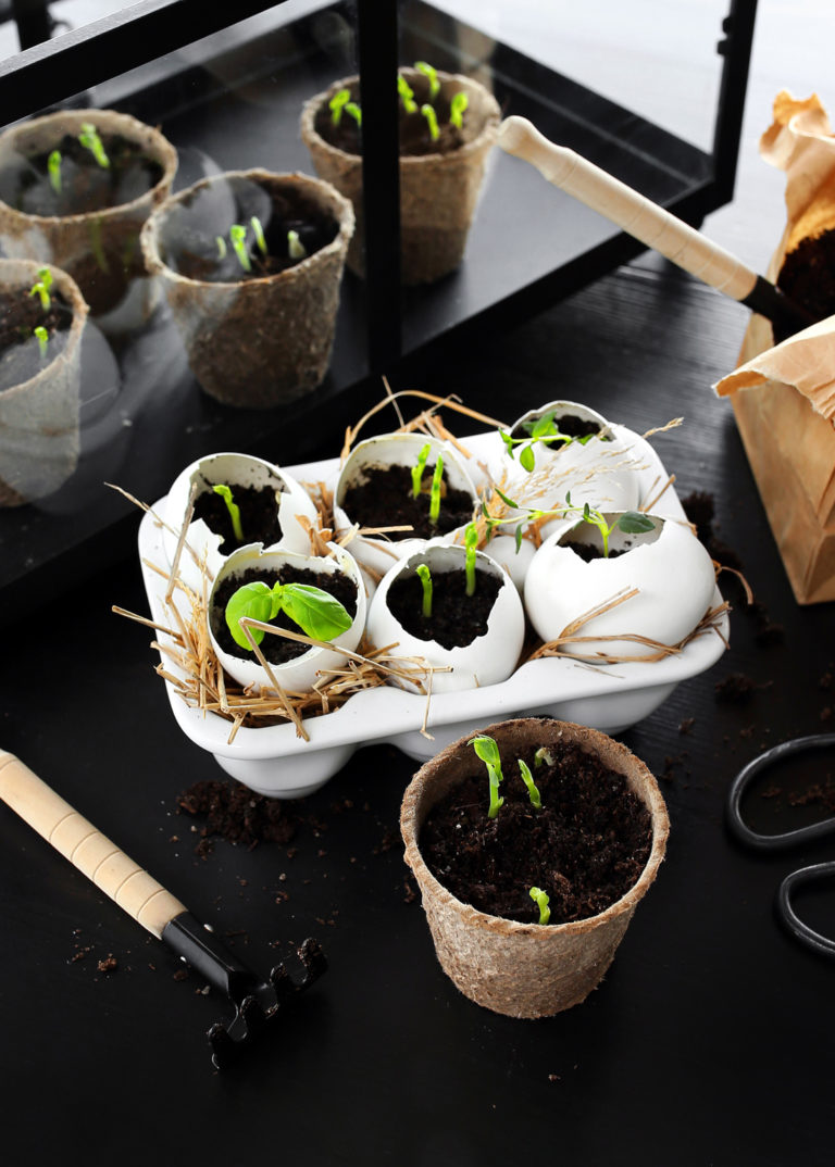 SPRING SPROUTS - Therese Knutsen