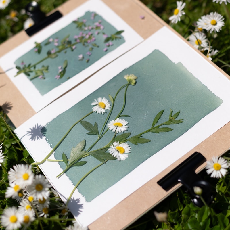 A5 Cyanotype Paper - Print with Sunlight!