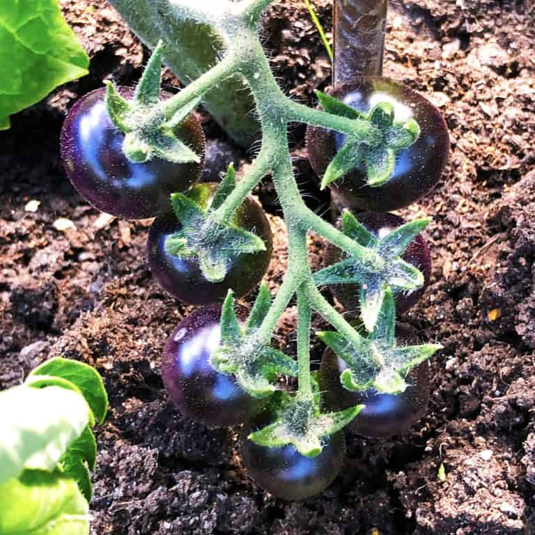 Vilma - Tomatpassion