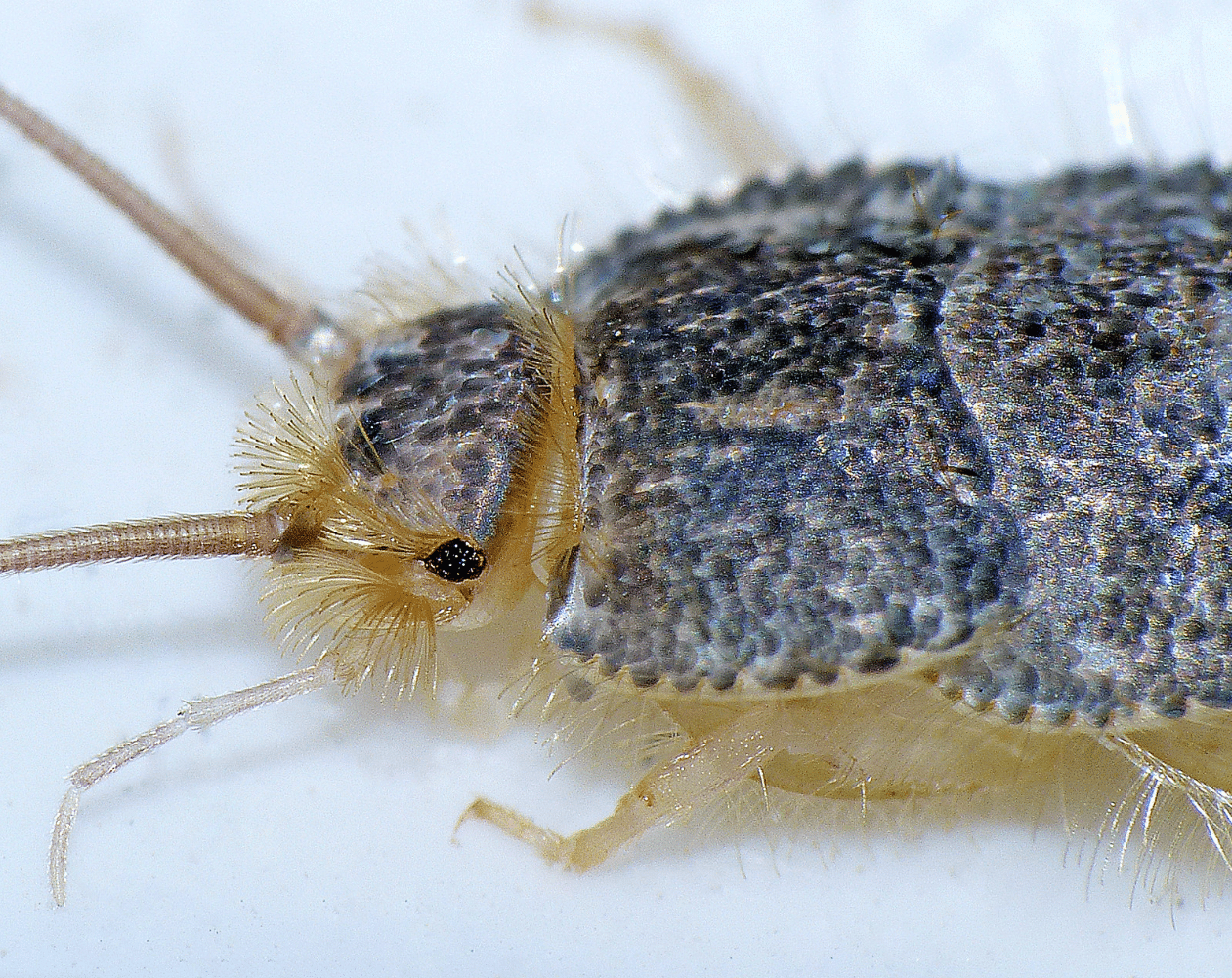 Den komplette guide til skægkræ - Trapit.dk