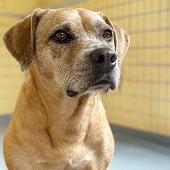 Honden van overleden baasjes, wat gebeurt er mee? > Trimsalon Limbo