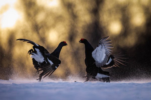 Orrhane - Vegard Antonsen Foto