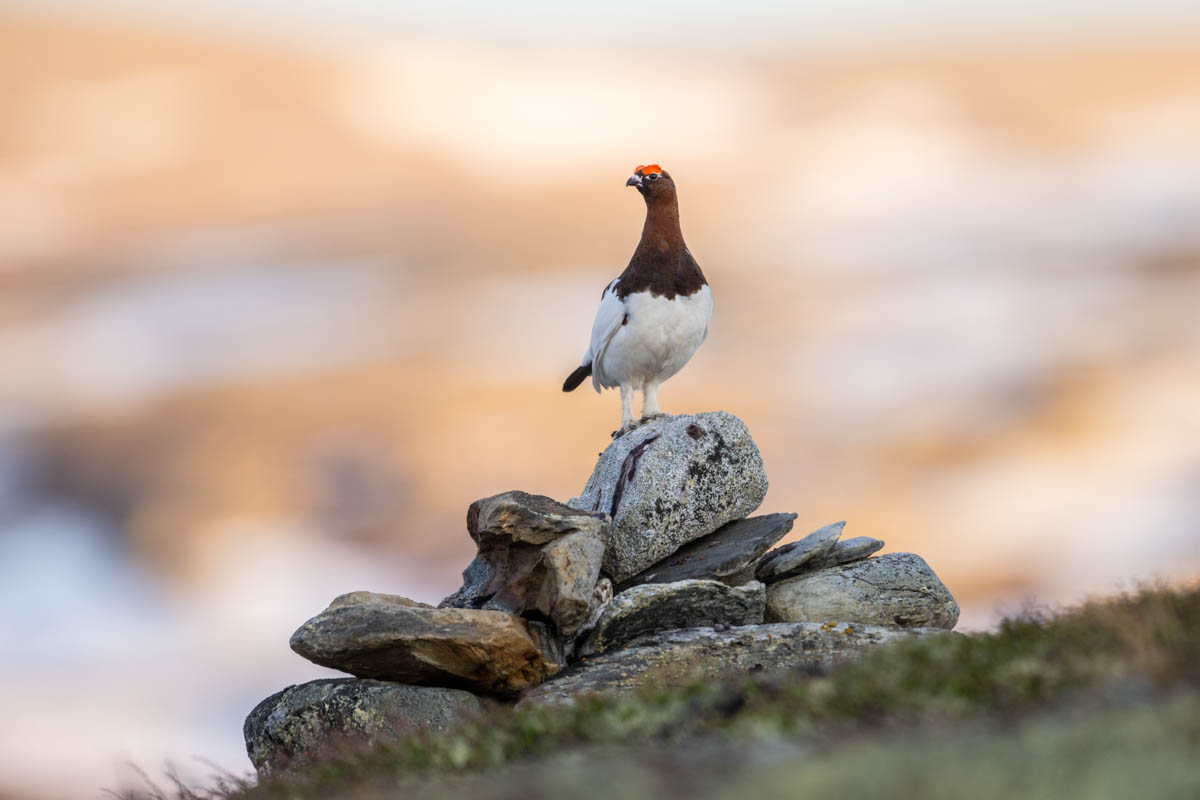 Rype - Vegard Antonsen Foto