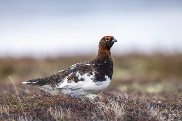 Rype - Vegard Antonsen Foto