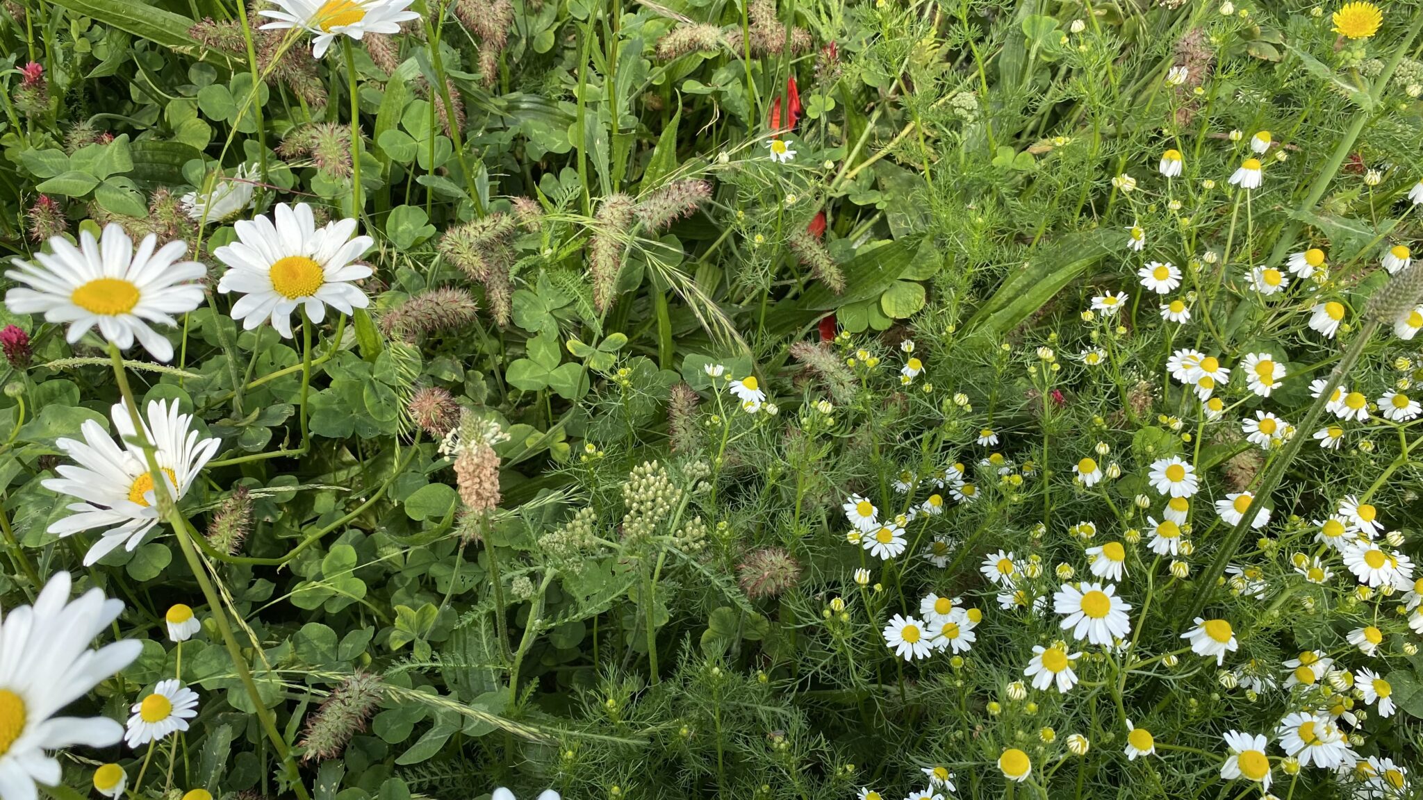 Biodivers gazon - veldbloemenzaad.be
