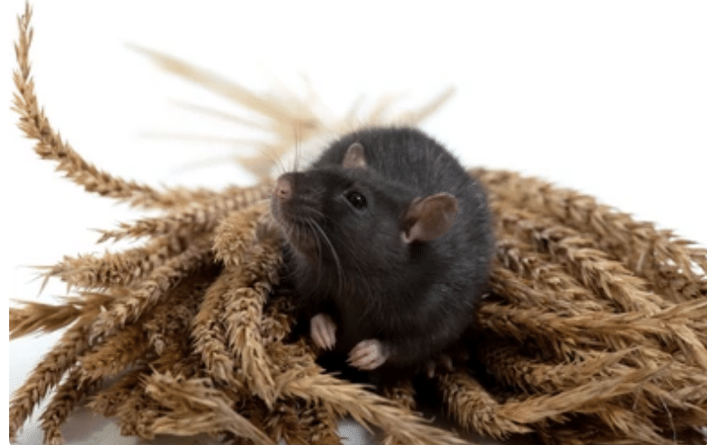 Waar Komen Ratten Op Af? Ontdek De Beste Tips Om Ratten Te Verjagen ...