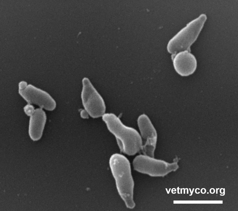 Vetmyco – A comprehensive knowledge base on mycoplasmas isolated from ...