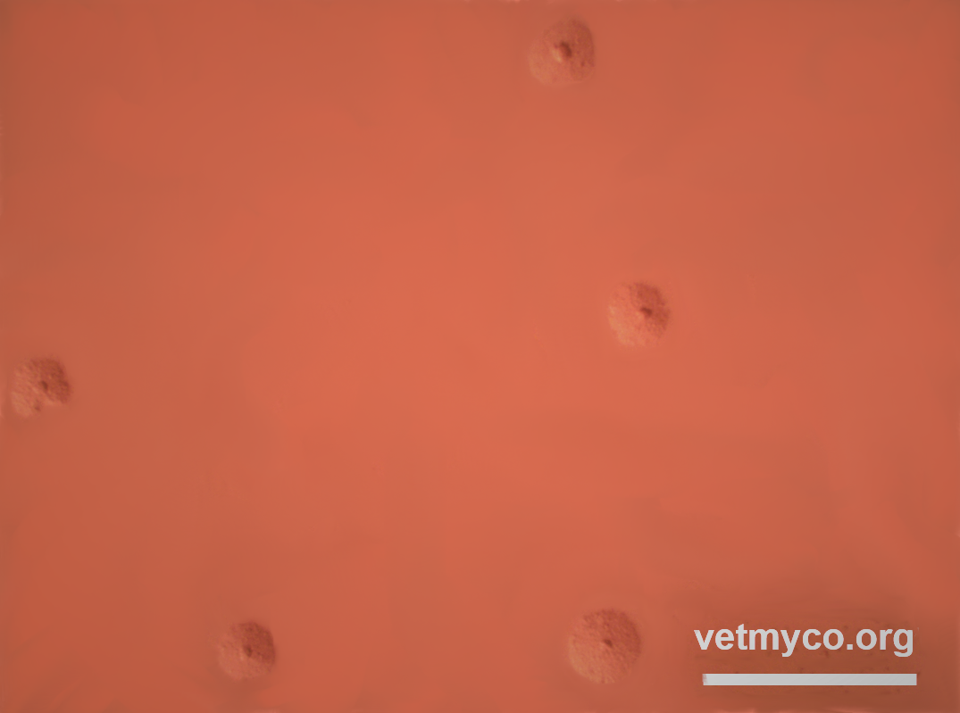 Ureaplasma diversum – Vetmyco