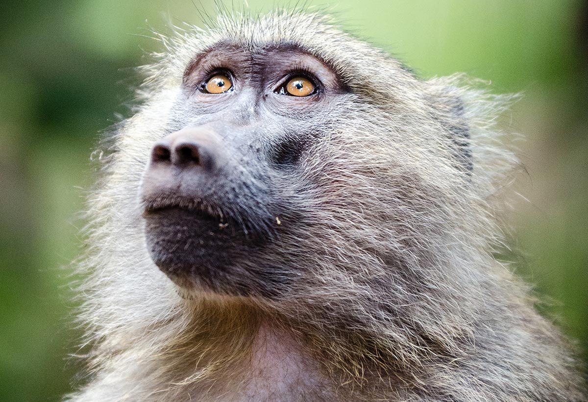 Primatologi – Videnskabsklubben