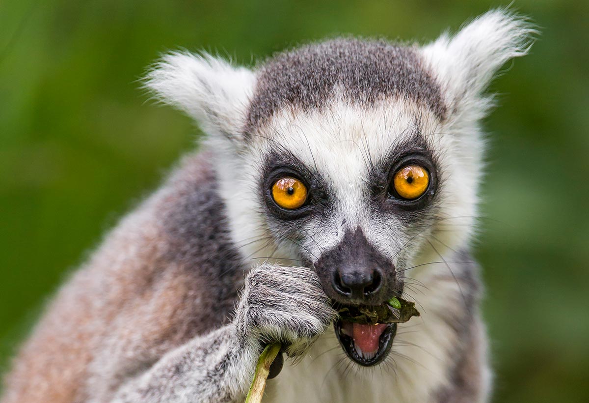 Primatologi – Videnskabsklubben