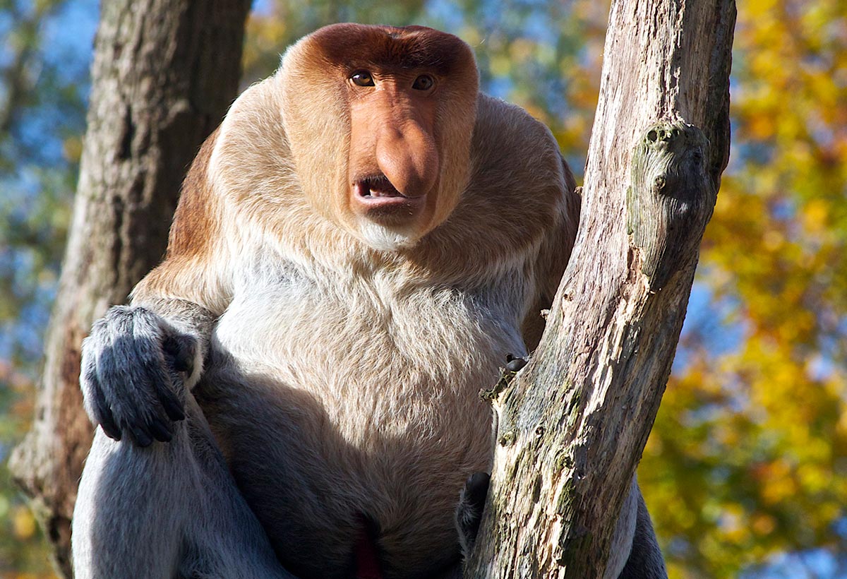 Primatologi (4. klasse) - Videnskabsklubben