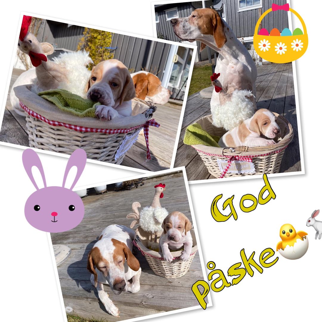 Valper II - Viltskarp