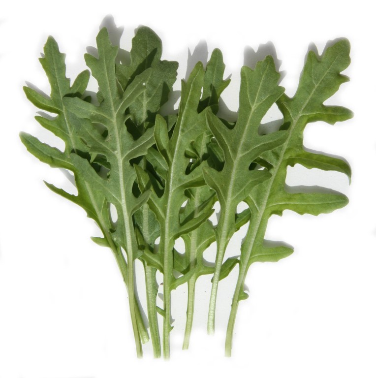 Rucola wilde - Akelei - Vitale Rassen