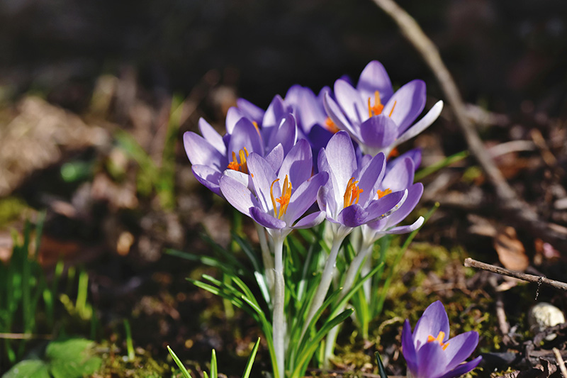 De Crocus Sativus of Saffraan krokus - VTV Blijdorp