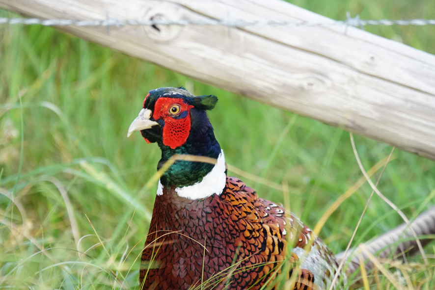 Fazant – Vogelwerkgroep de Kulert