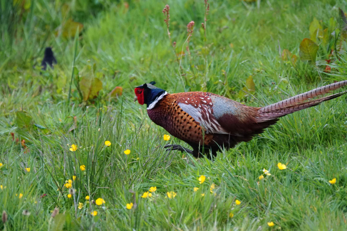 Fazant – Vogelwerkgroep de Kulert
