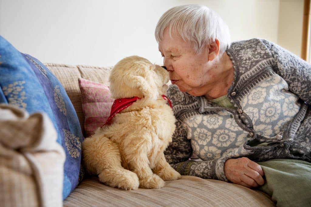 Digital terapihund - Golden "Leo" - Wera Welltech