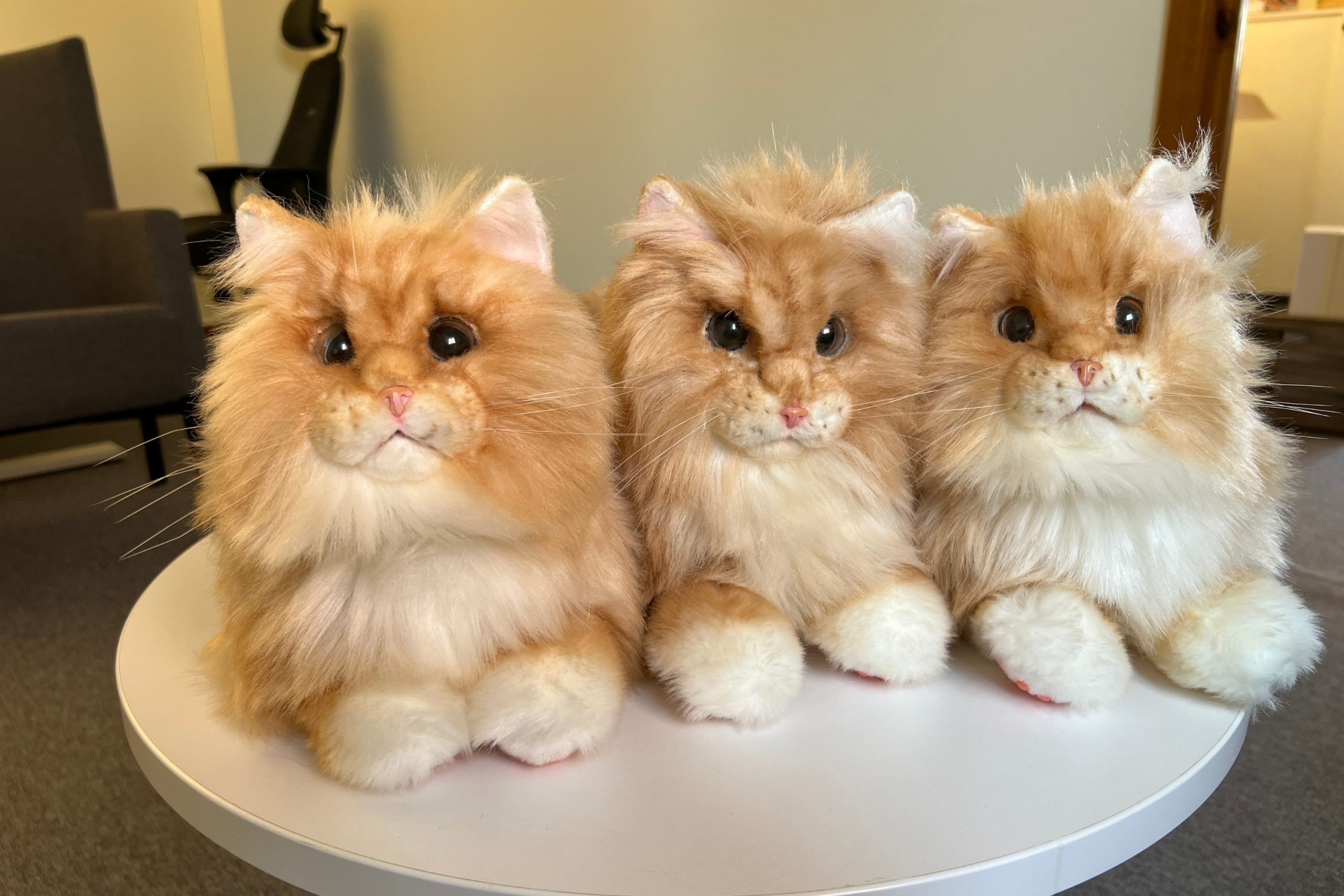 Metakatt - Perser - Wera Welltech