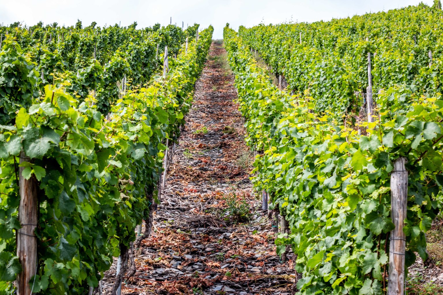 The Mosel Valley – Riesling with an ancient history