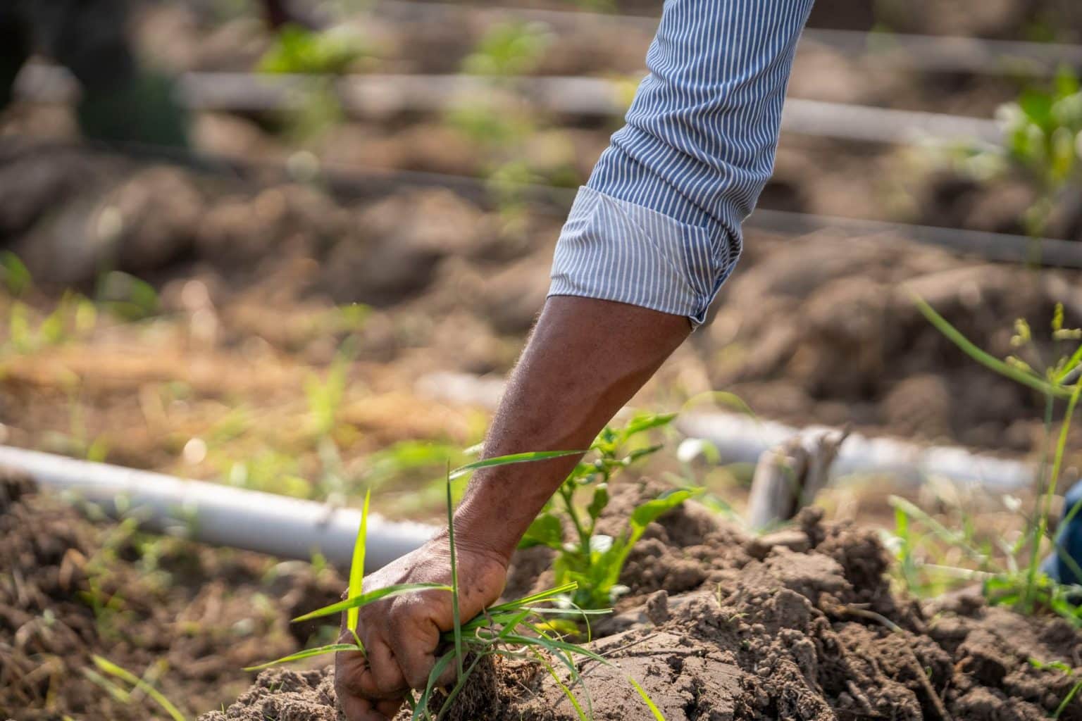 EarthOptics, Cquester partner on soil carbon measurement
