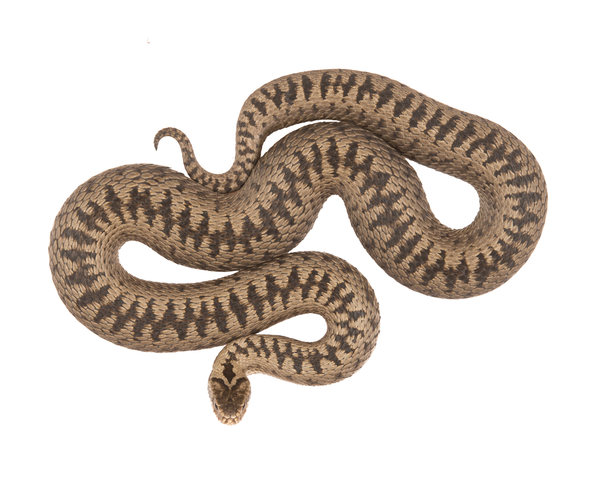 Adder Variation In Color And Pattern Wonders Of Cold Blood Adder Variation In Color And Pattern Wonders Of Cold Blood