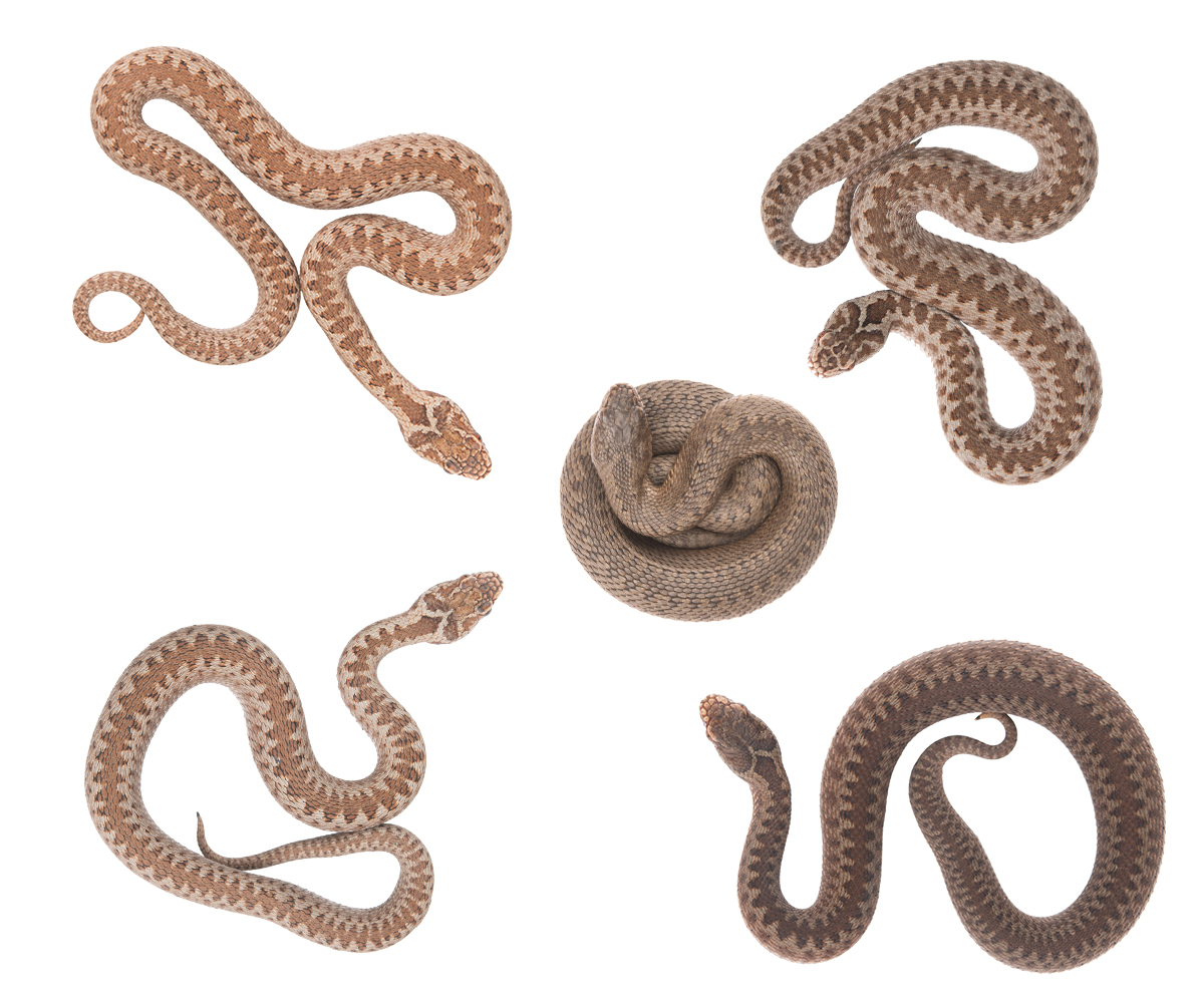 Adder Variation In Color And Pattern Wonders Of Cold Blood Adder Variation In Color And Pattern Wonders Of Cold Blood