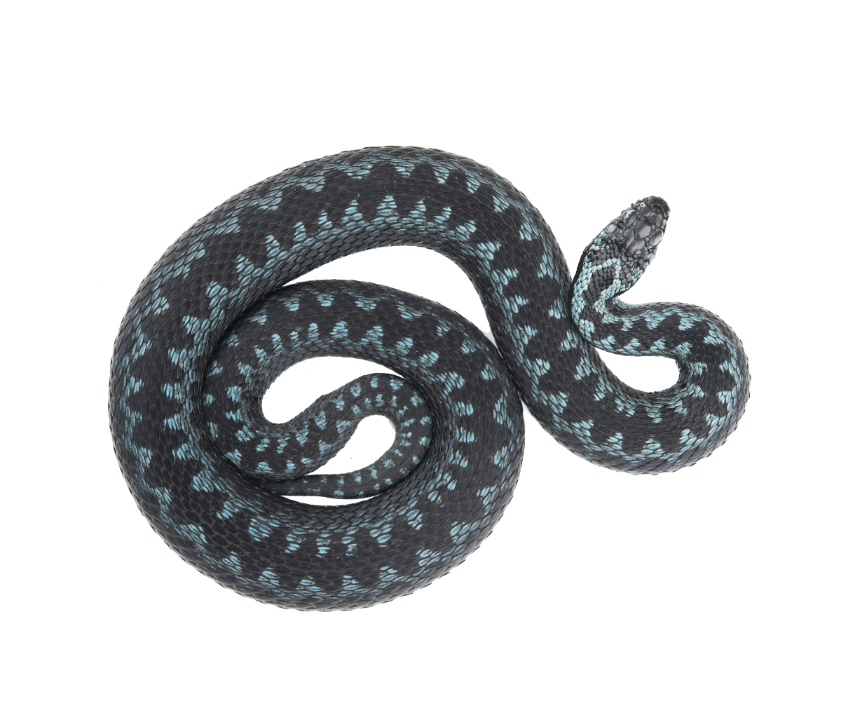 Adder Variation In Color And Pattern Wonders Of Cold Blood Adder Variation In Color And Pattern Wonders Of Cold Blood