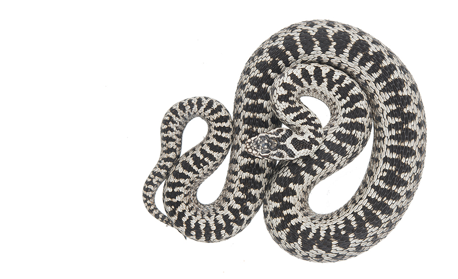 Adder Variation In Color And Pattern Wonders Of Cold Blood Adder Variation In Color And Pattern Wonders Of Cold Blood