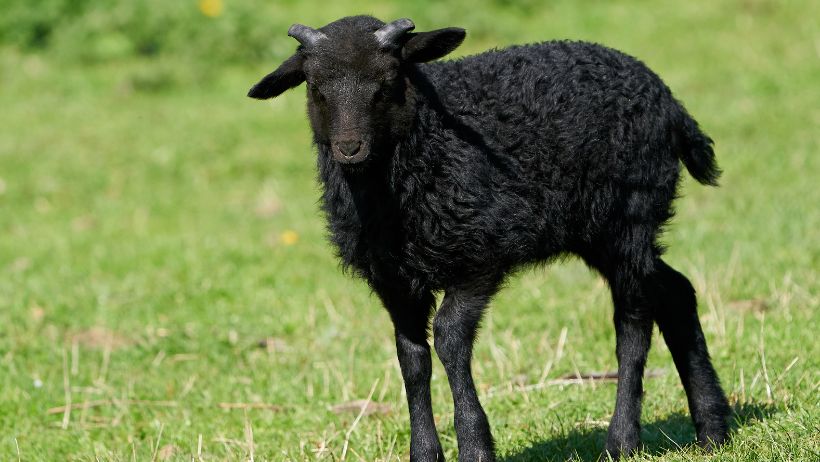 Baa, Baa, Black Sheep - A Classic Nursery Rhyme and Its Meaning