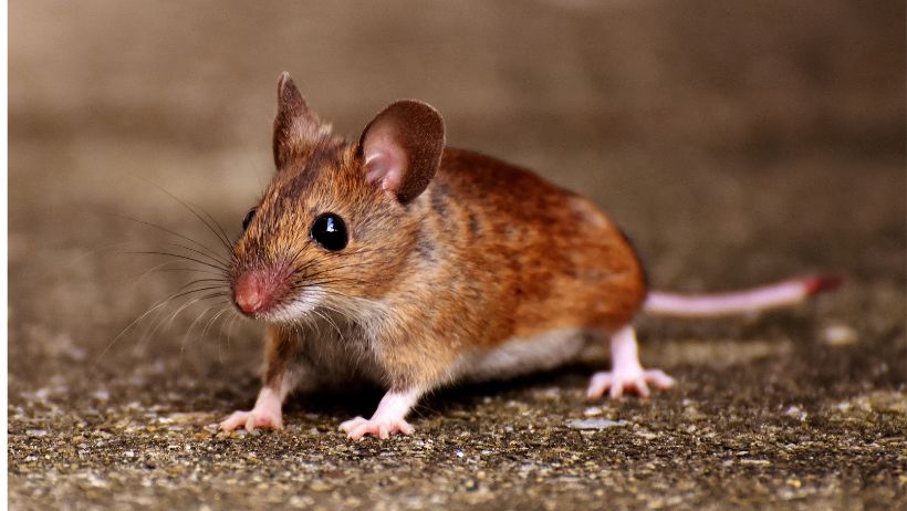 To a Mouse by Robert Burns