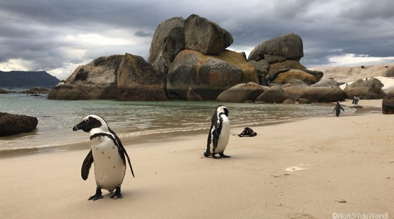 Lion's Head, die Pinguine am Boulders Beach und das Kap der guten Hoffnungen