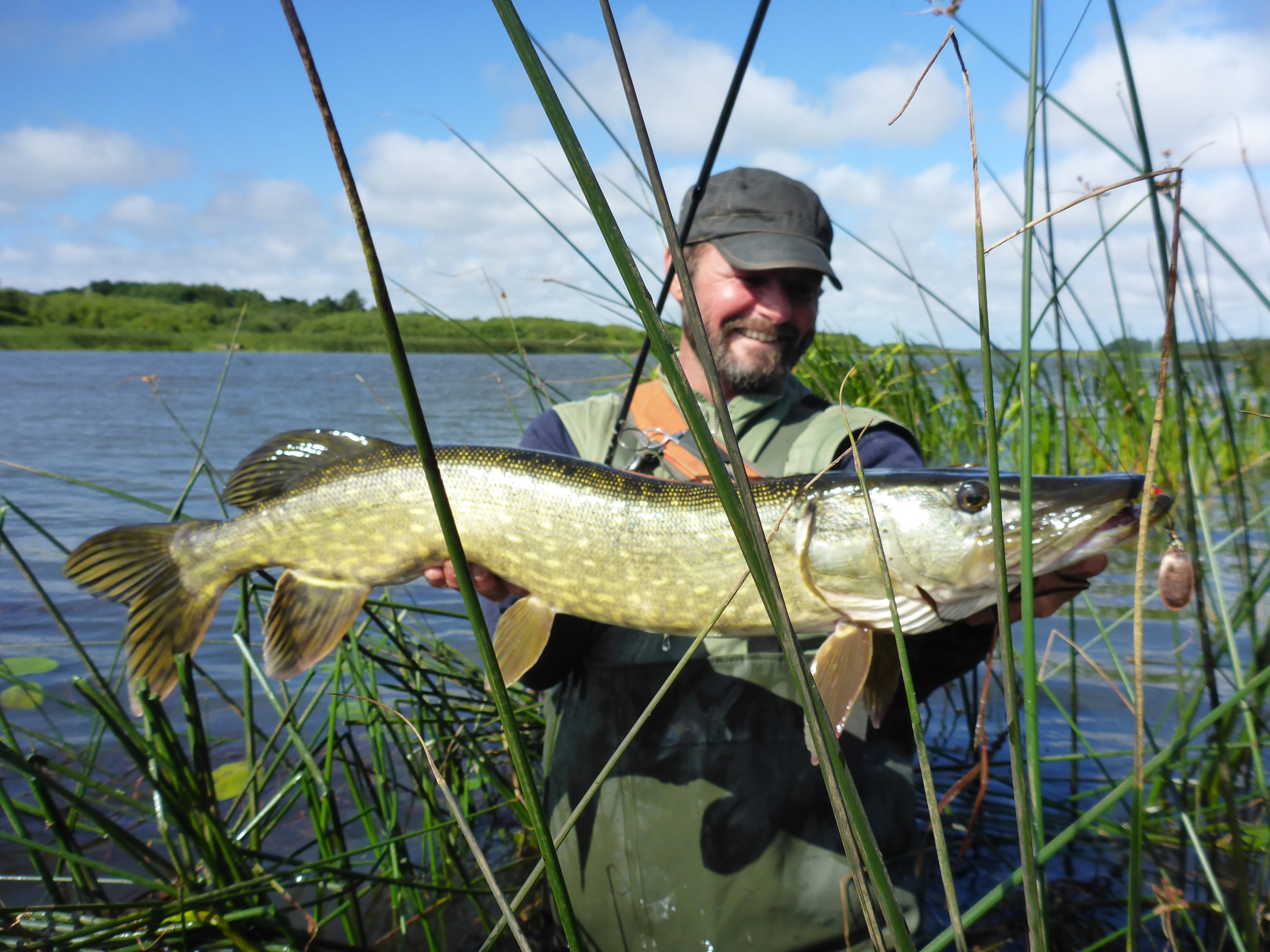 Sådan fanger man gedder - Lystfiskeri i Ringkøbing Fjord